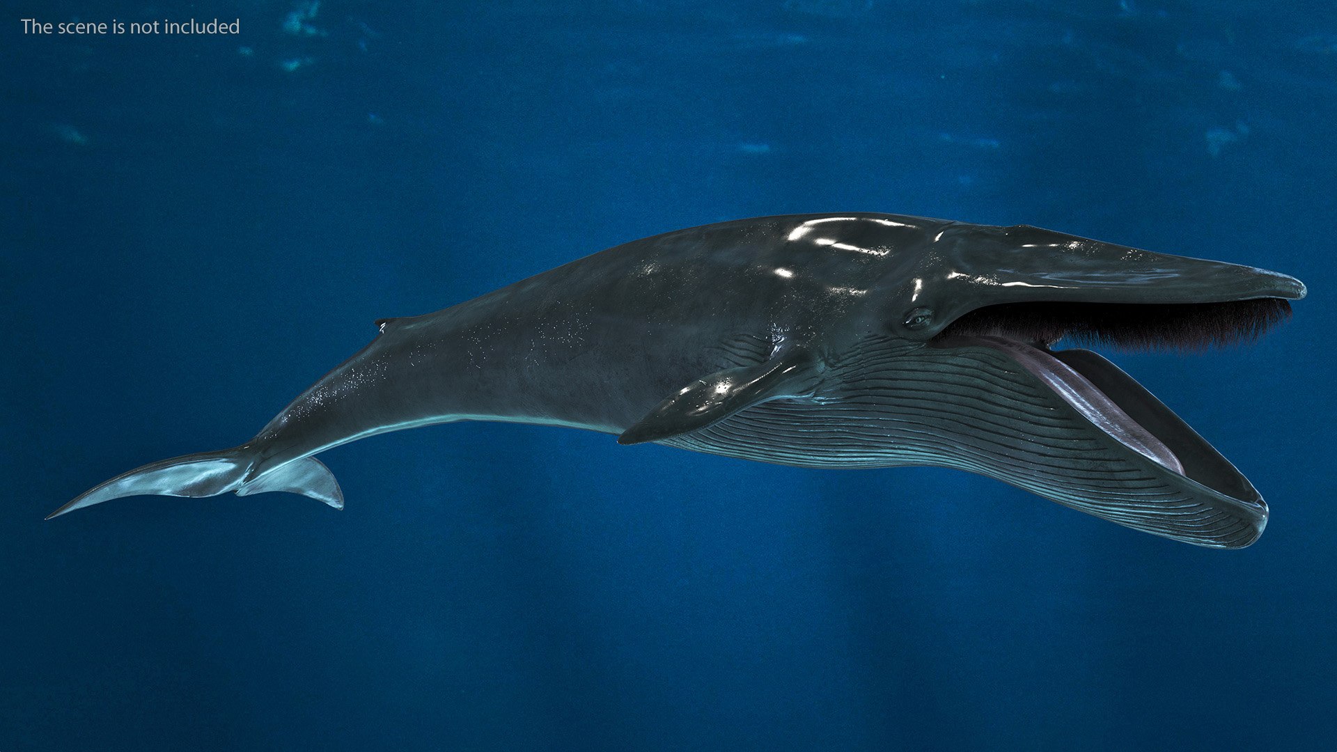 Blue Whale Fur Rigged 3D Model - TurboSquid 2062999