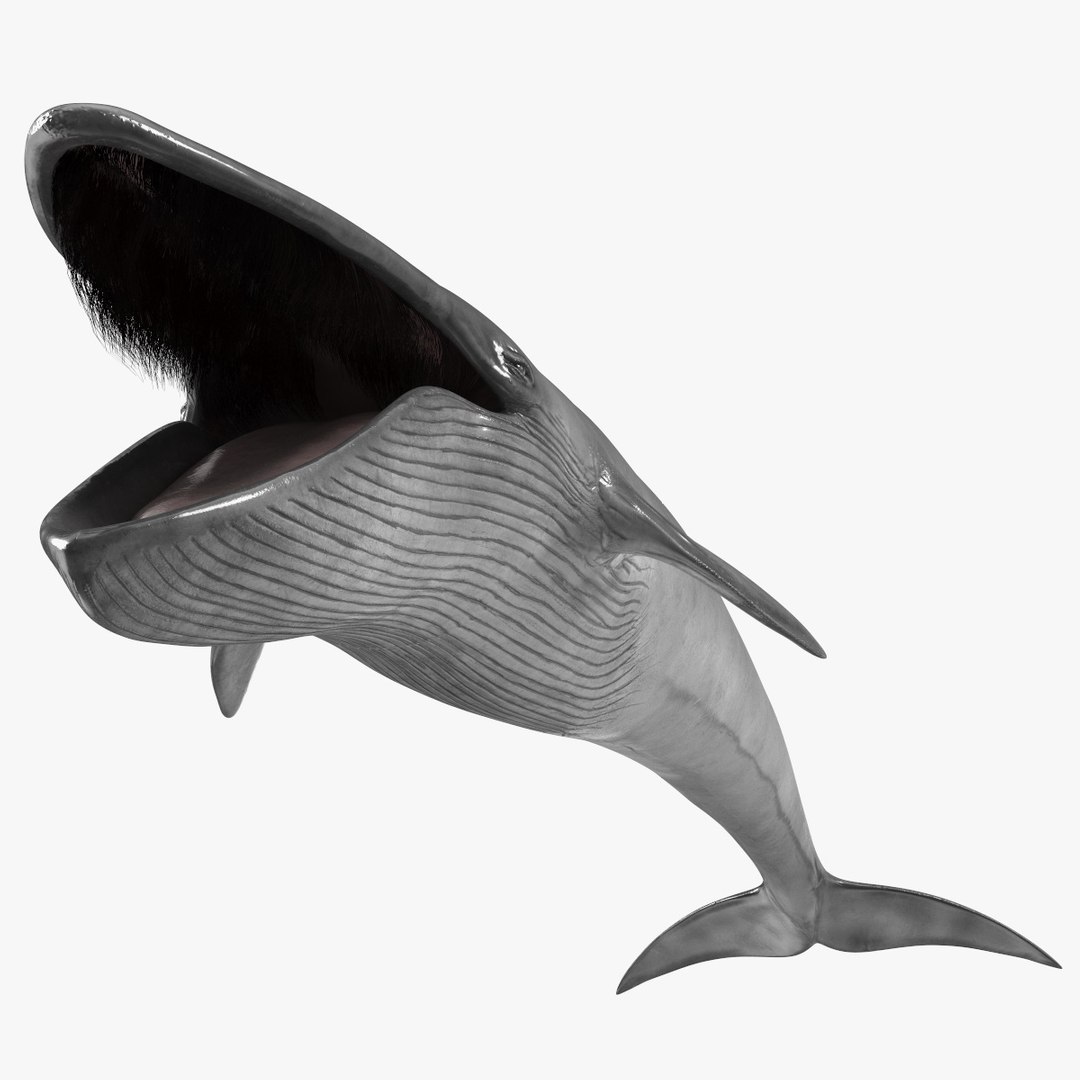 Blue Whale Fur Rigged 3D model - TurboSquid 2062999