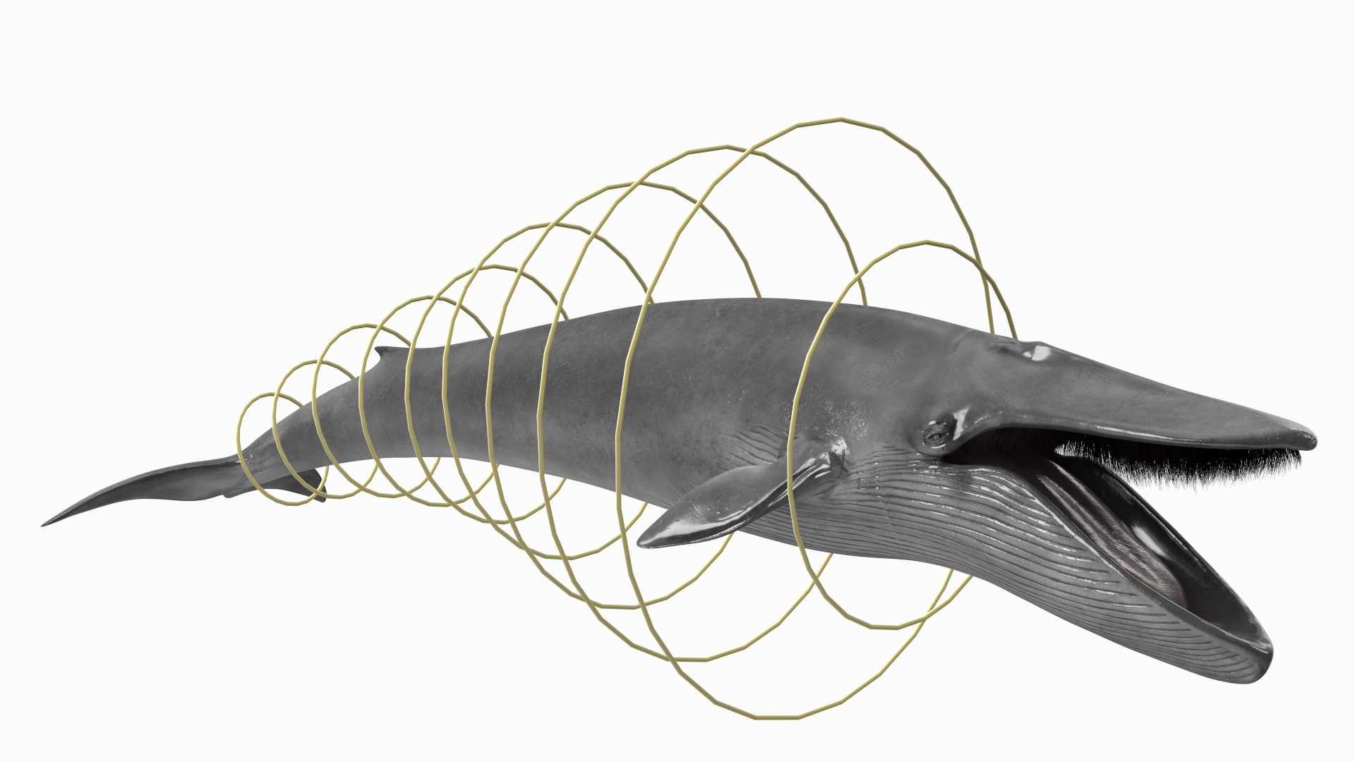 Blue Whale Fur Rigged 3D Model - TurboSquid 2062999