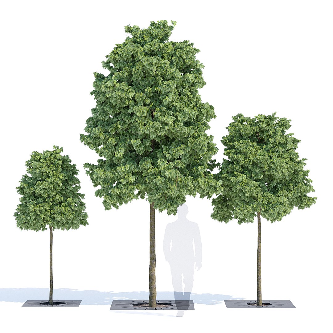3D Sunny Tree-grill Model - TurboSquid 1382003