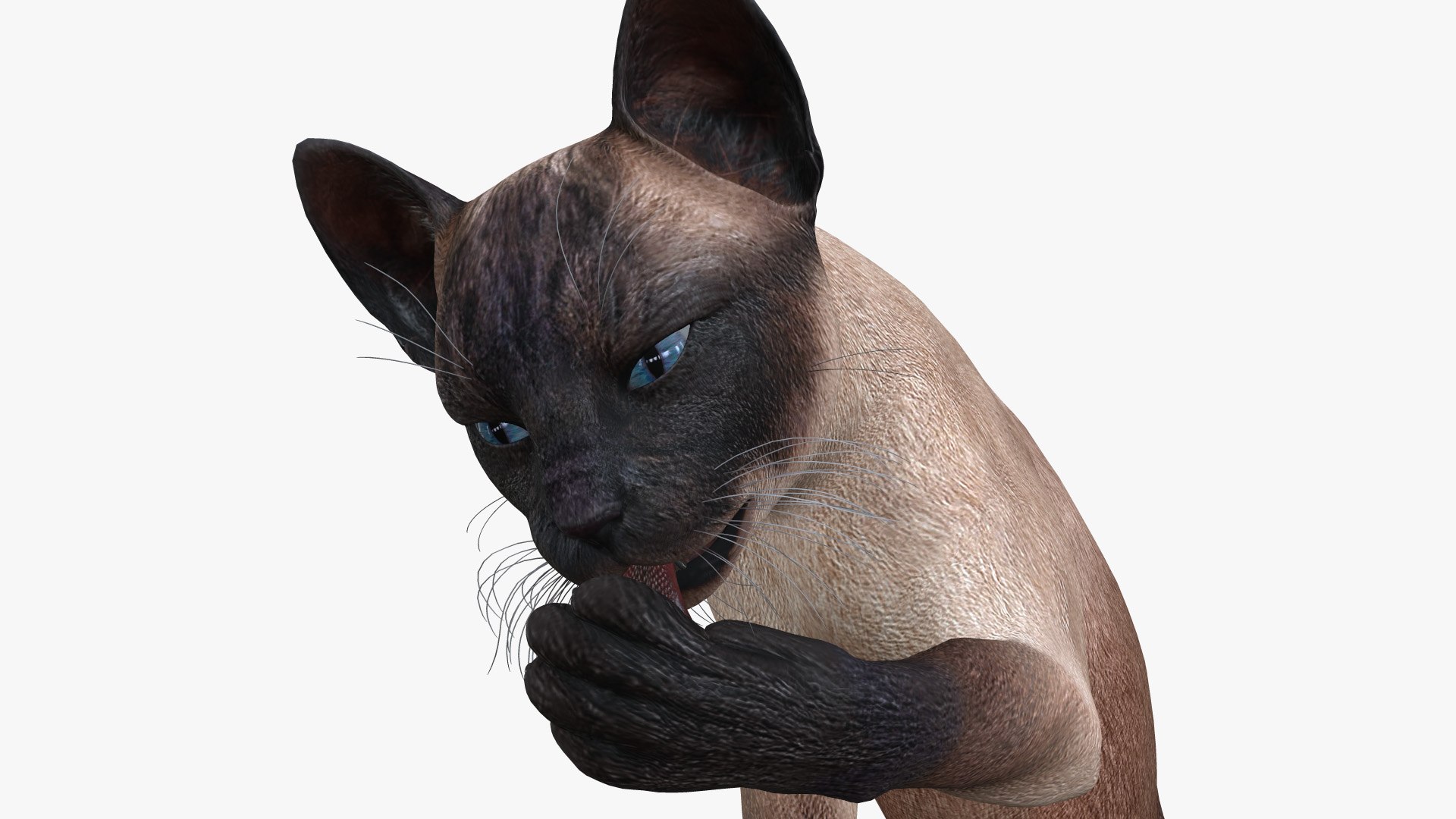 3D CAT-039 Rigged Cat model - TurboSquid 1981565