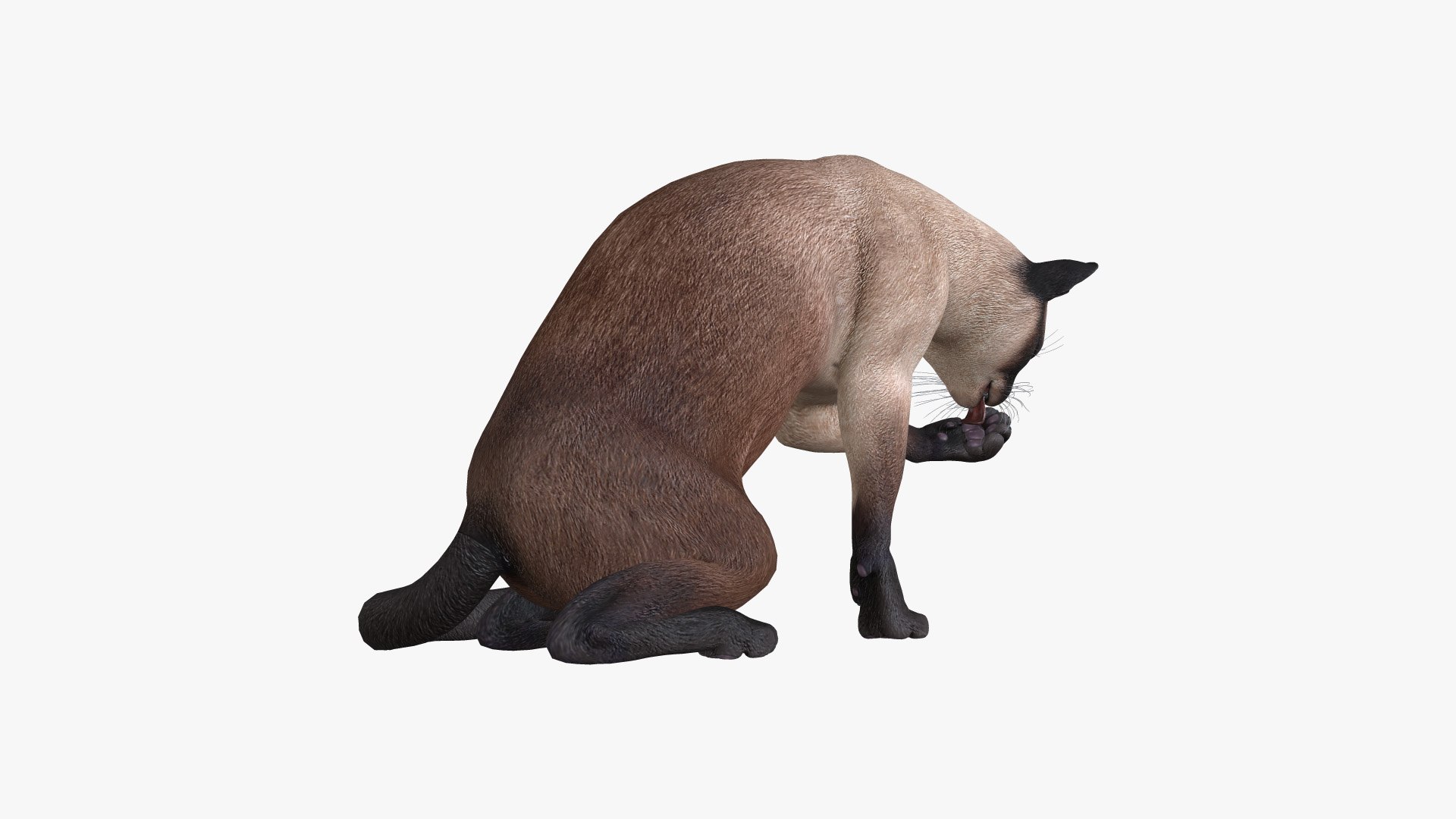 3D CAT-039 Rigged Cat model - TurboSquid 1981565