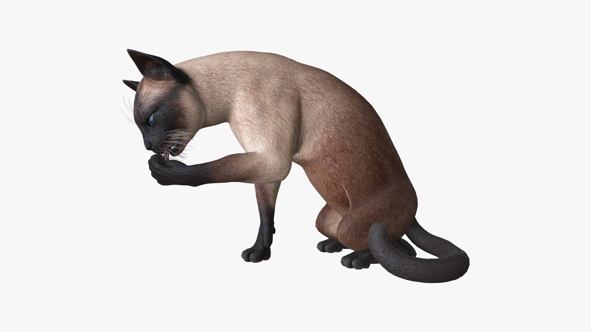 3D CAT-039 Rigged Cat model - TurboSquid 1981565