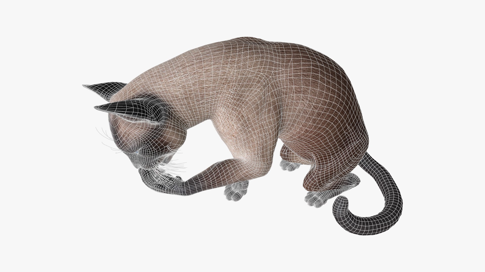3D CAT-039 Rigged Cat model - TurboSquid 1981565