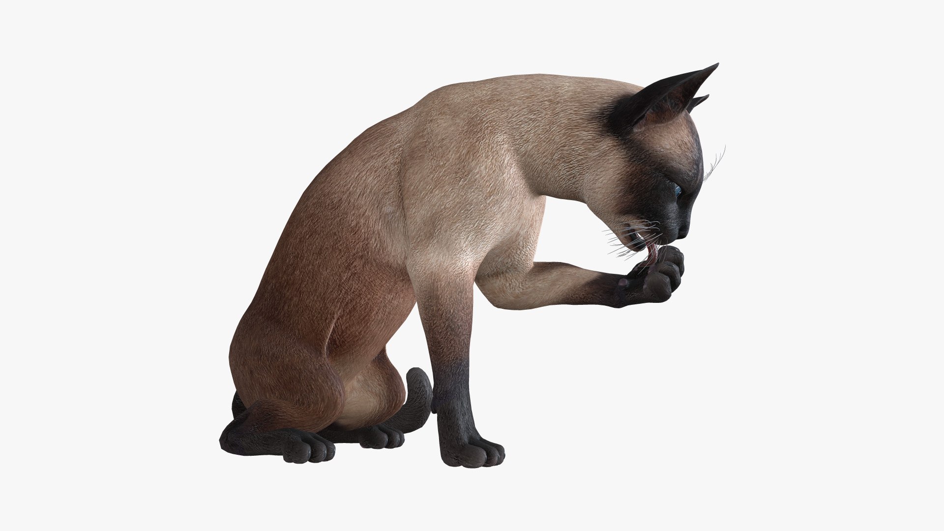 3D CAT-039 Rigged Cat model - TurboSquid 1981565
