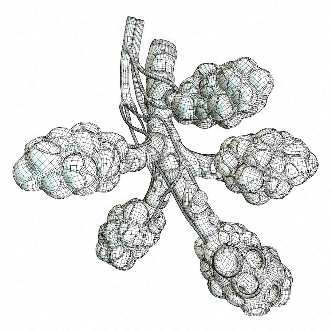 3D realistic human bronchi alveoli model - TurboSquid 1555769