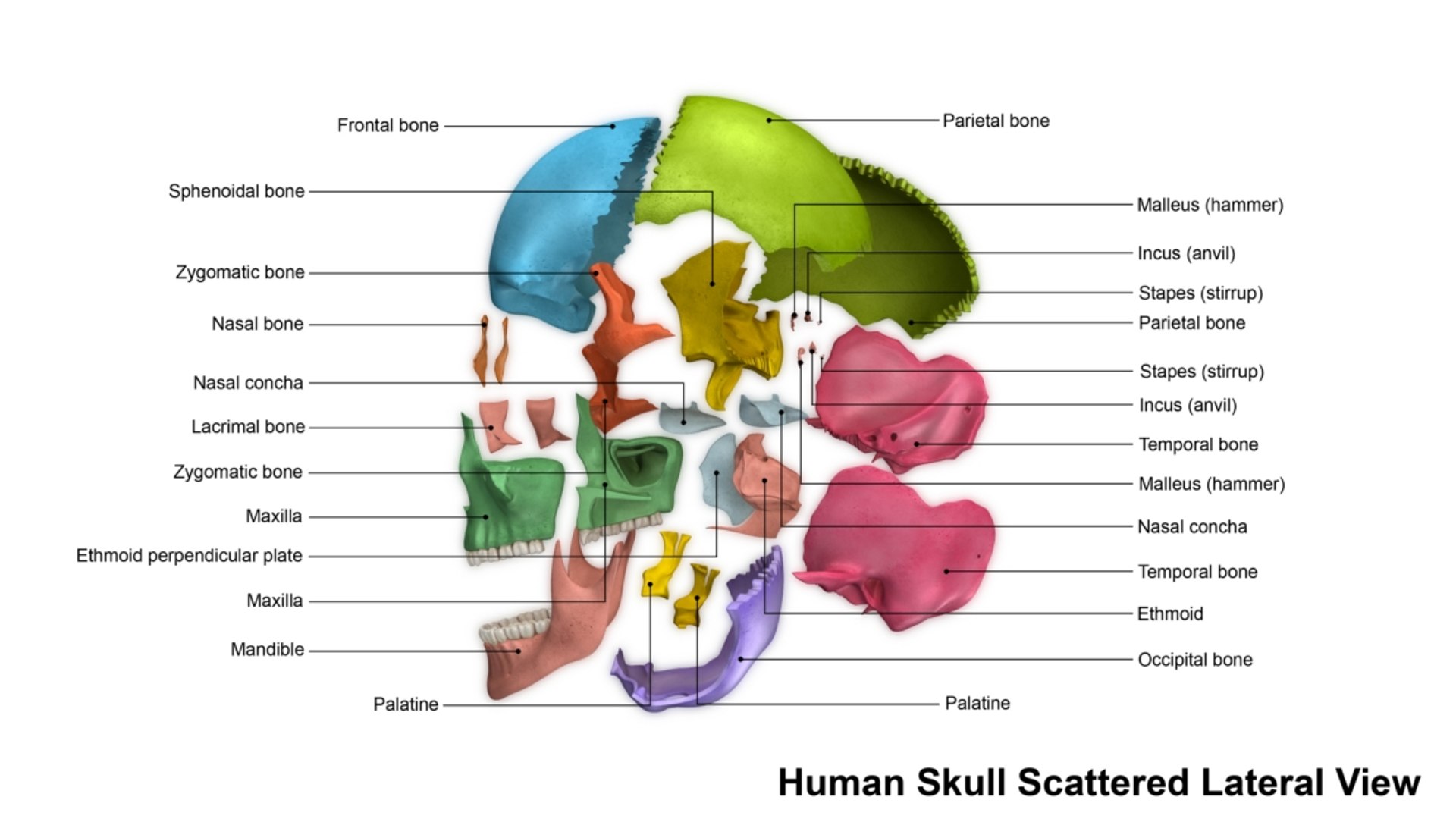 Human Skull 3d Obj