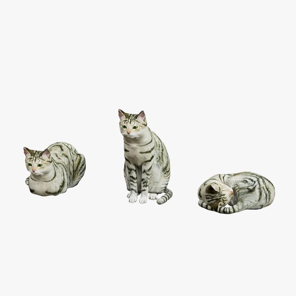 Cat Blender Models for Download | TurboSquid