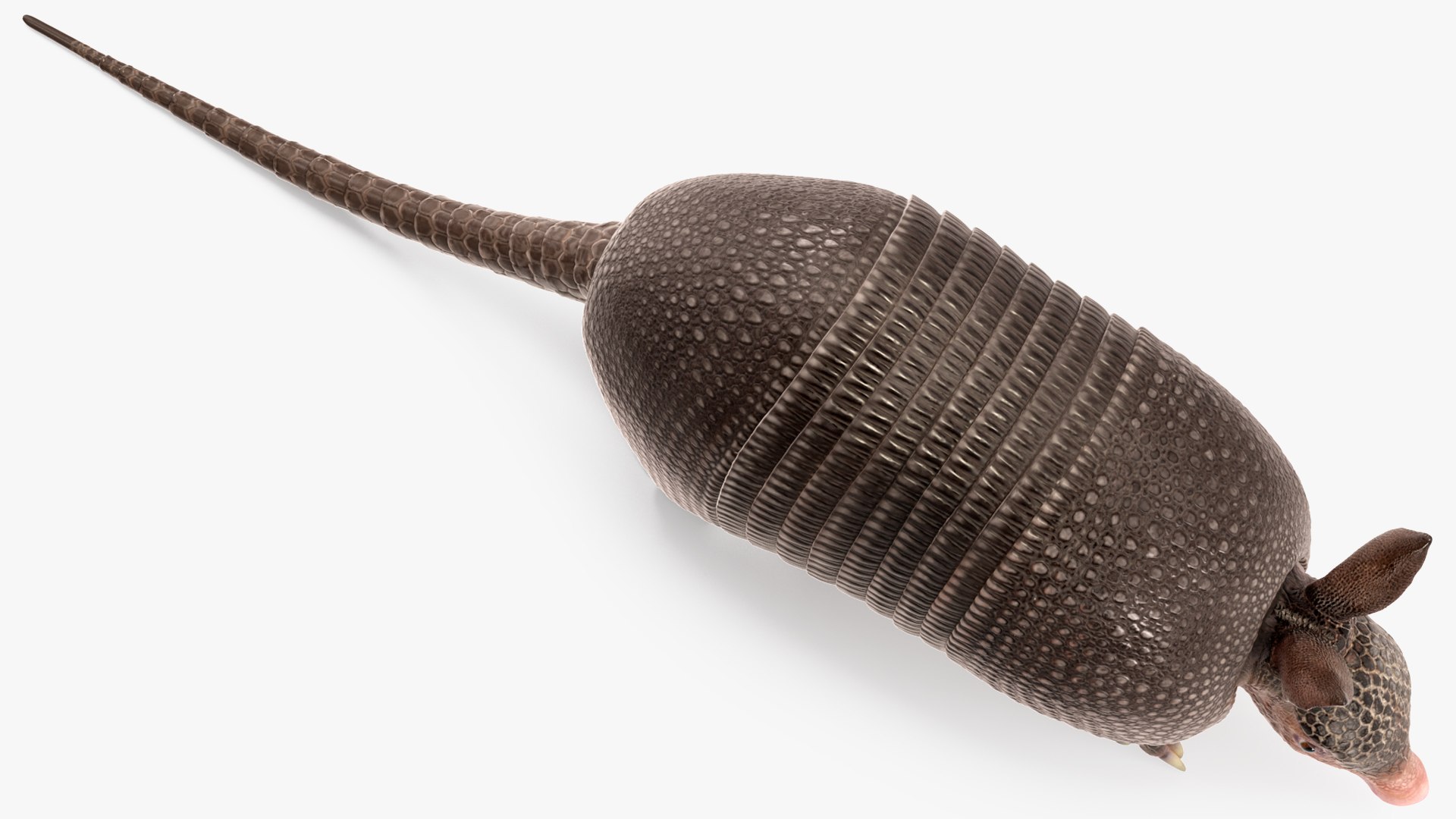 3D Armadillo In Walking Pose Black - TurboSquid 2248085