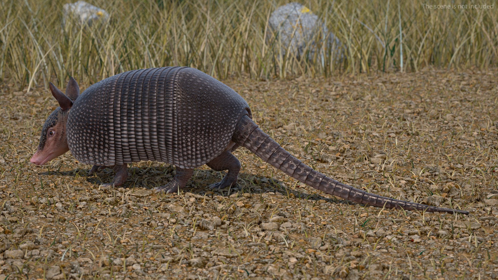 3D Armadillo In Walking Pose Black - TurboSquid 2248085