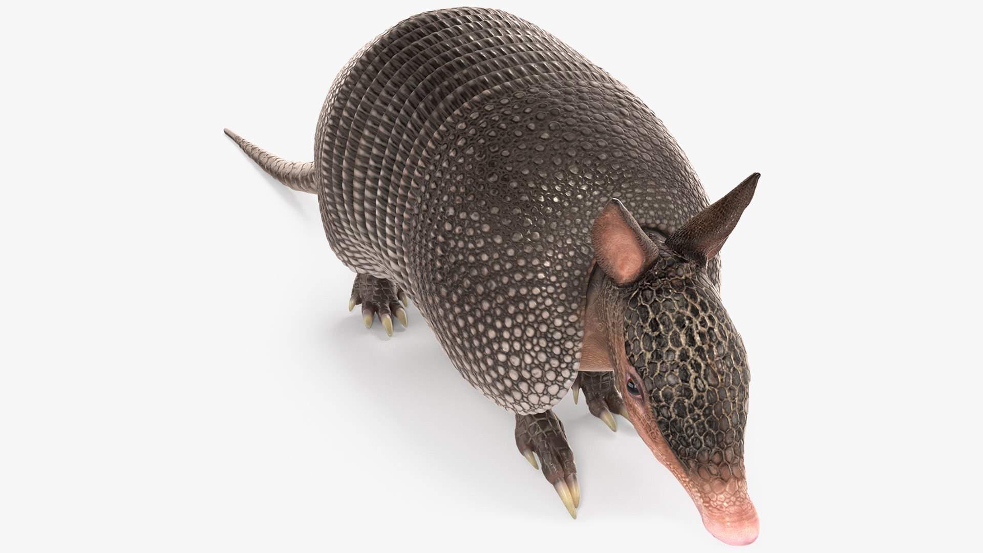 3D Armadillo In Walking Pose Black - TurboSquid 2248085
