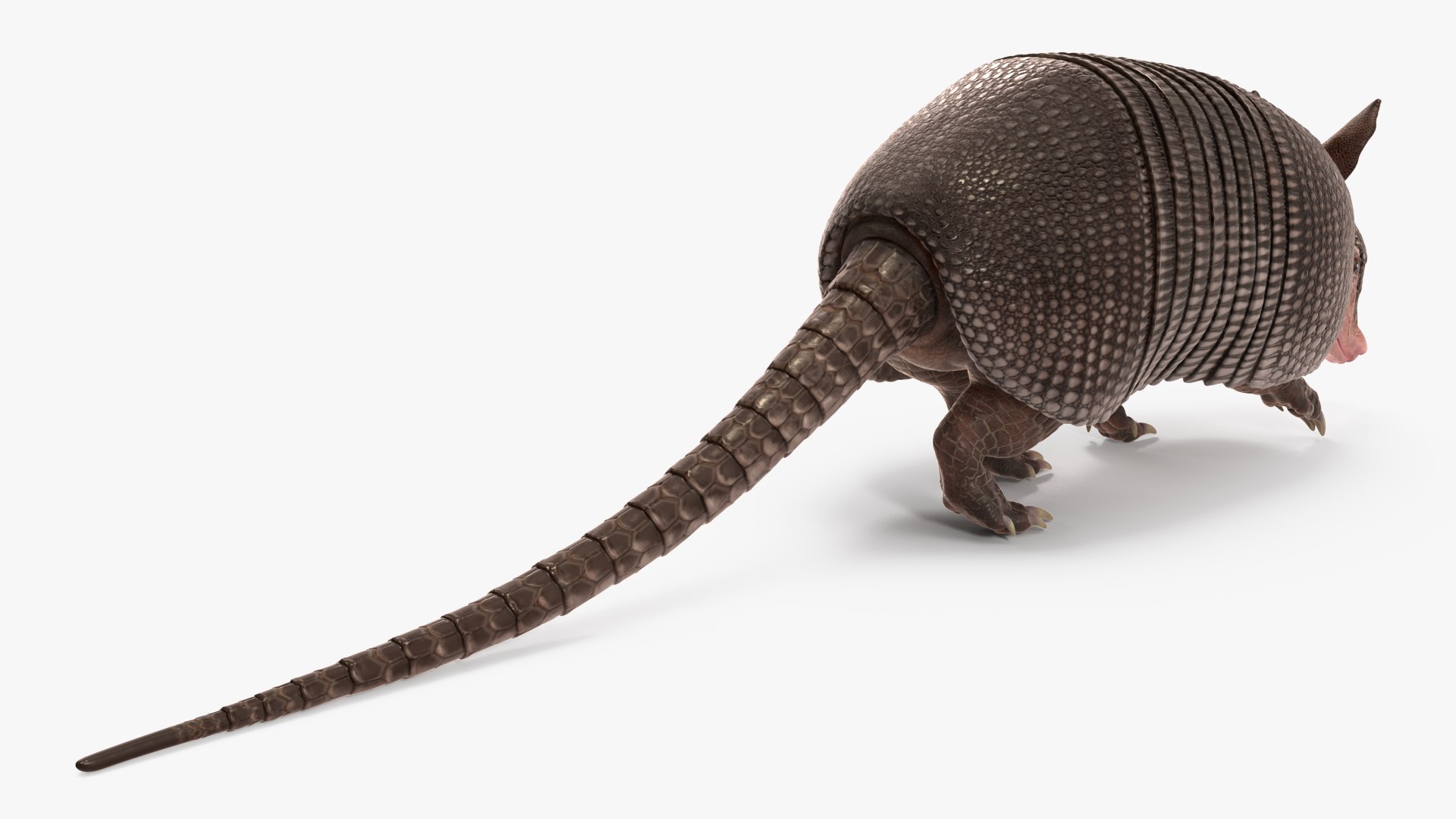 3D Armadillo In Walking Pose Black - TurboSquid 2248085