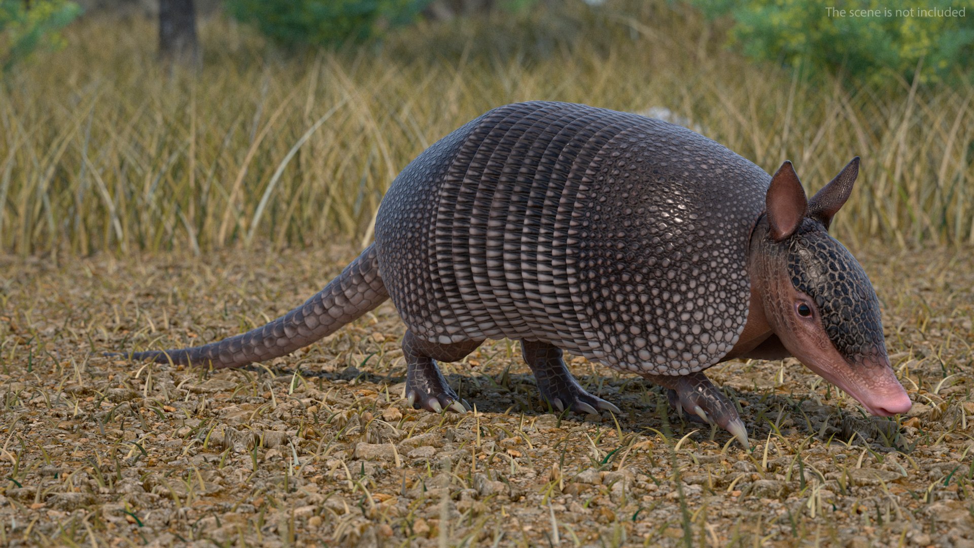 3D Armadillo In Walking Pose Black - TurboSquid 2248085