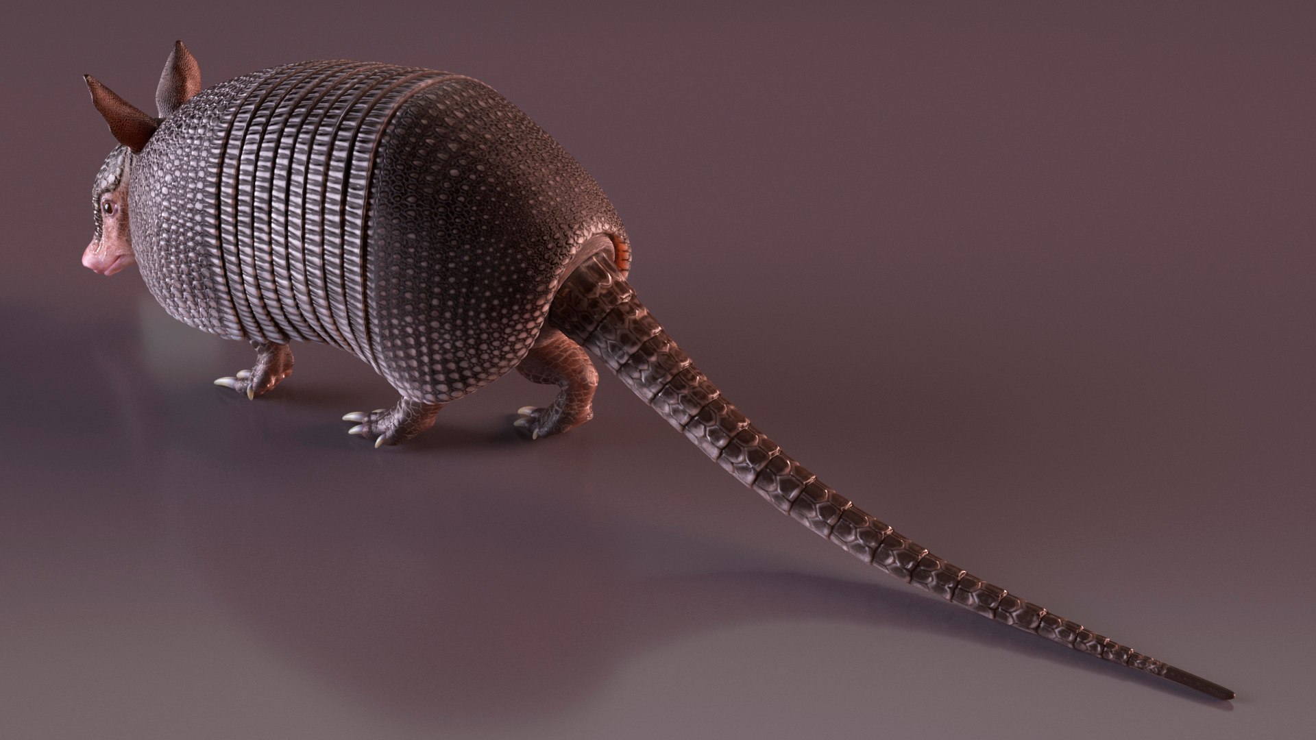 3D Armadillo In Walking Pose Black - TurboSquid 2248085