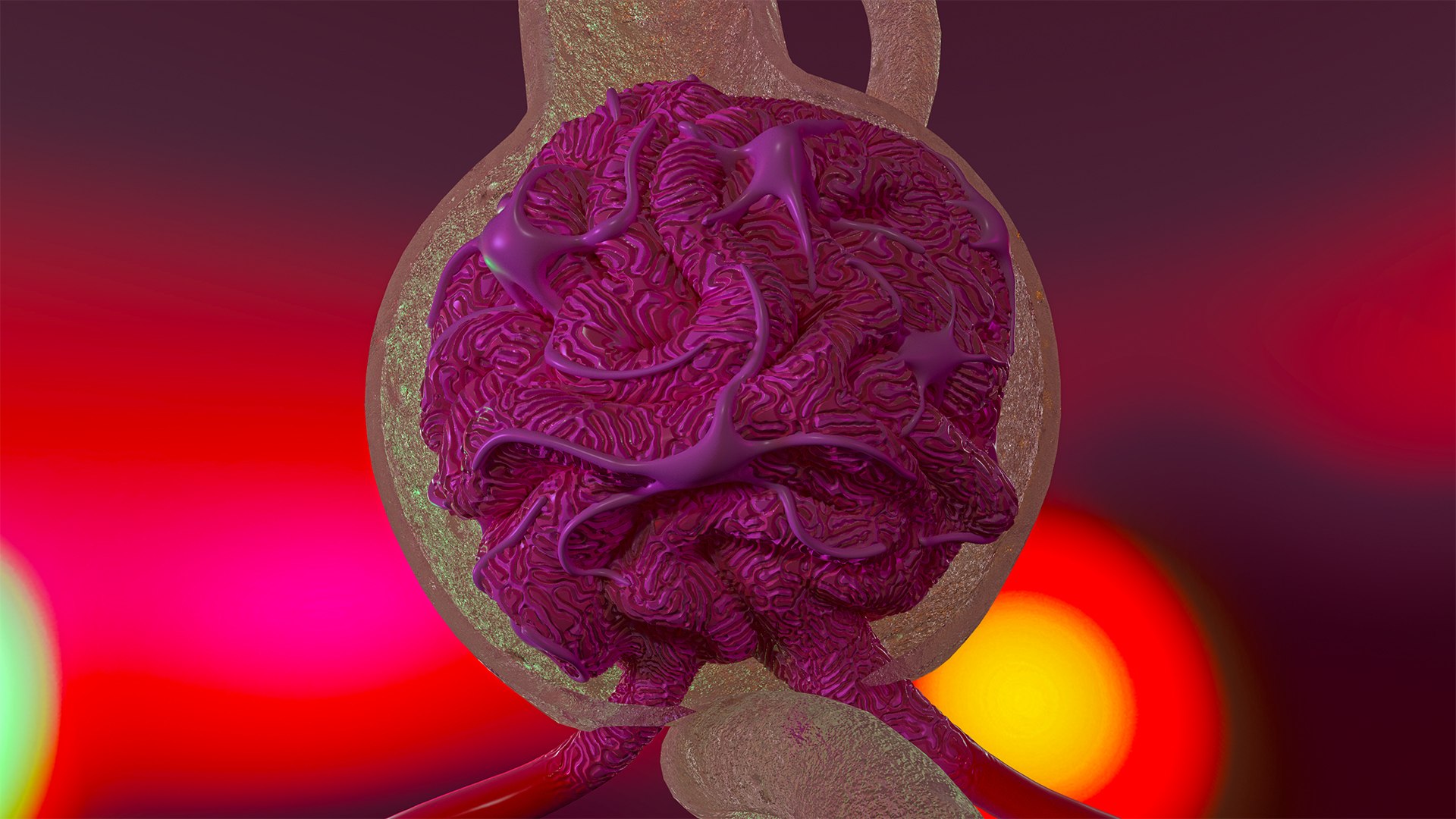 Glomerulus 3D Model - TurboSquid 2090663