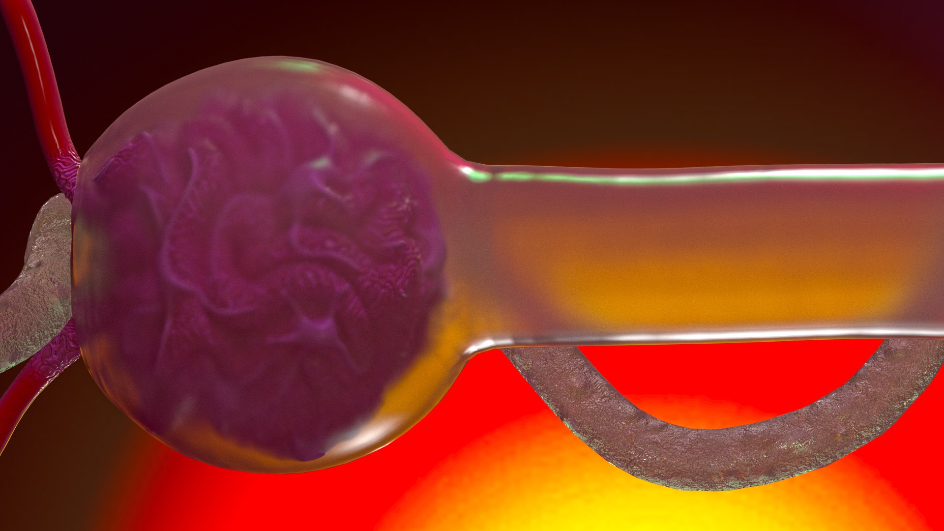 Glomerulus 3D Model - TurboSquid 2090663