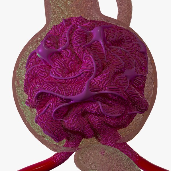 modelo 3d glomerulus - TurboSquid 2090663