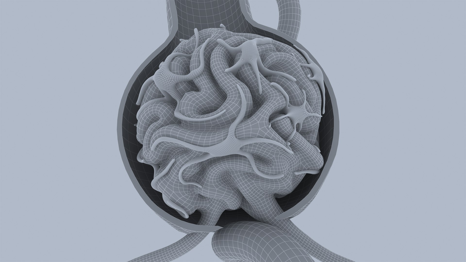 Glomerulus 3D Model - TurboSquid 2090663