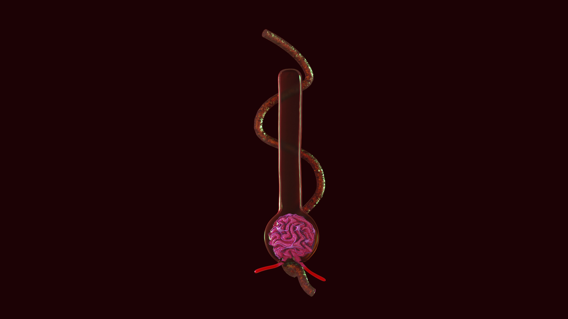 Glomerulus 3D Model - TurboSquid 2090663