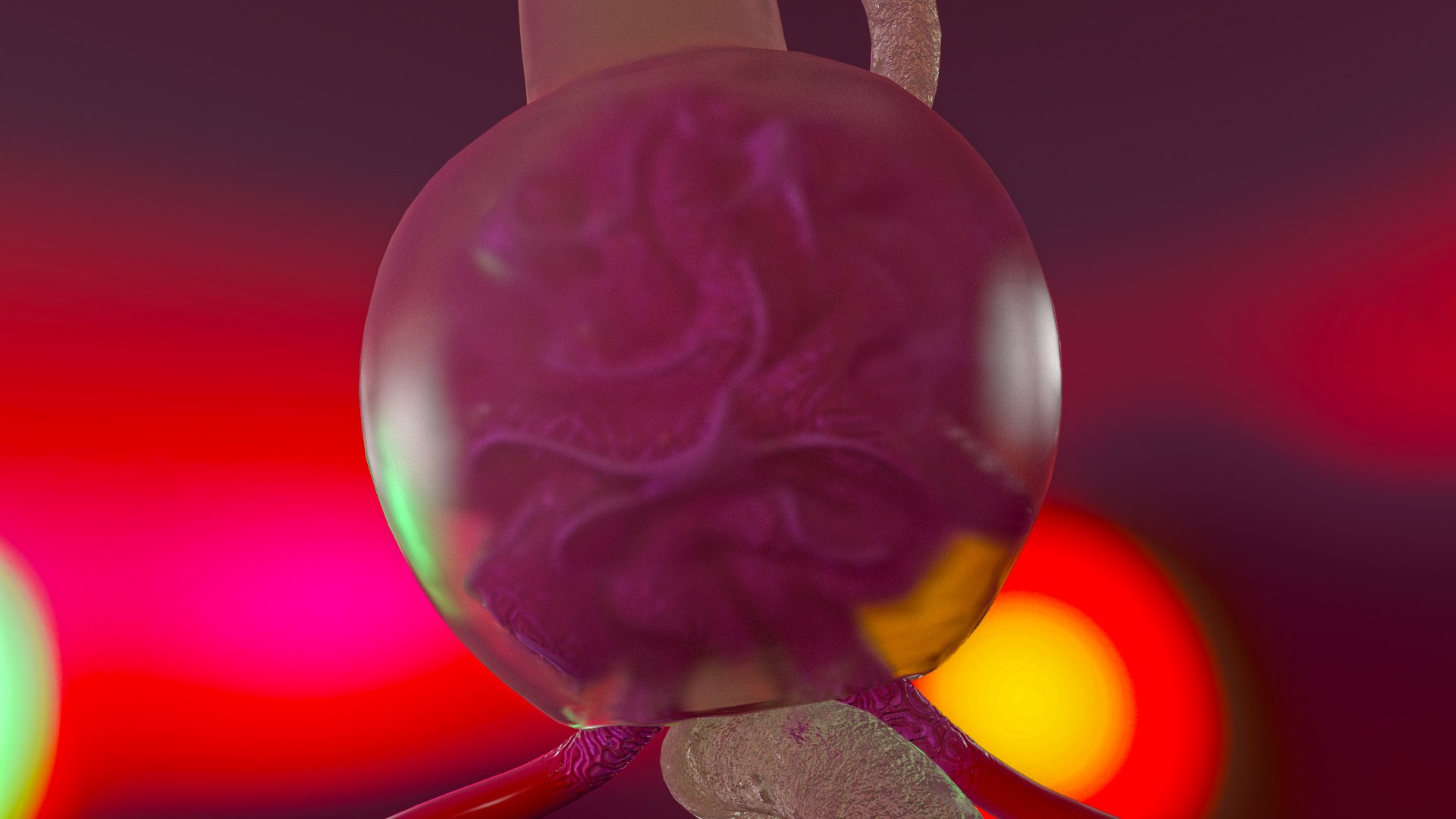 Glomerulus 3D Model - TurboSquid 2090663