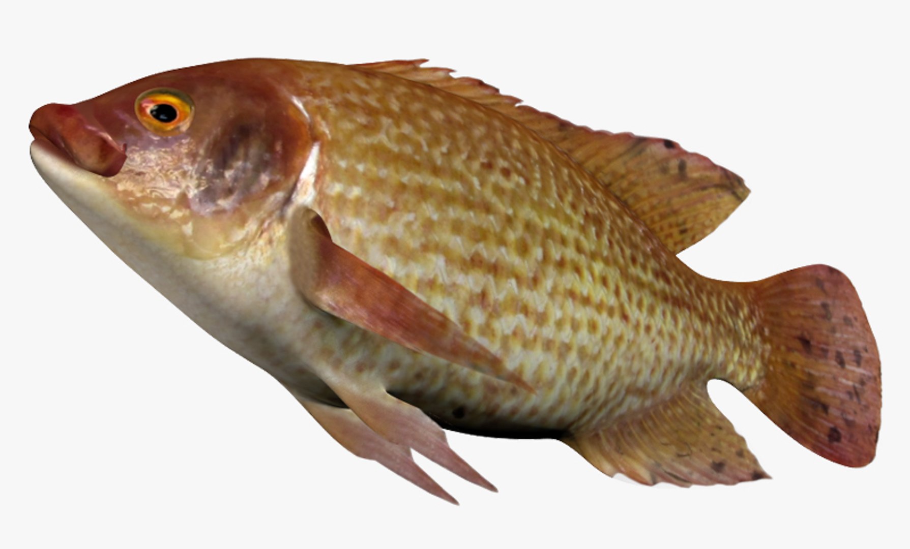 3d Hawaiian Gold Talapia