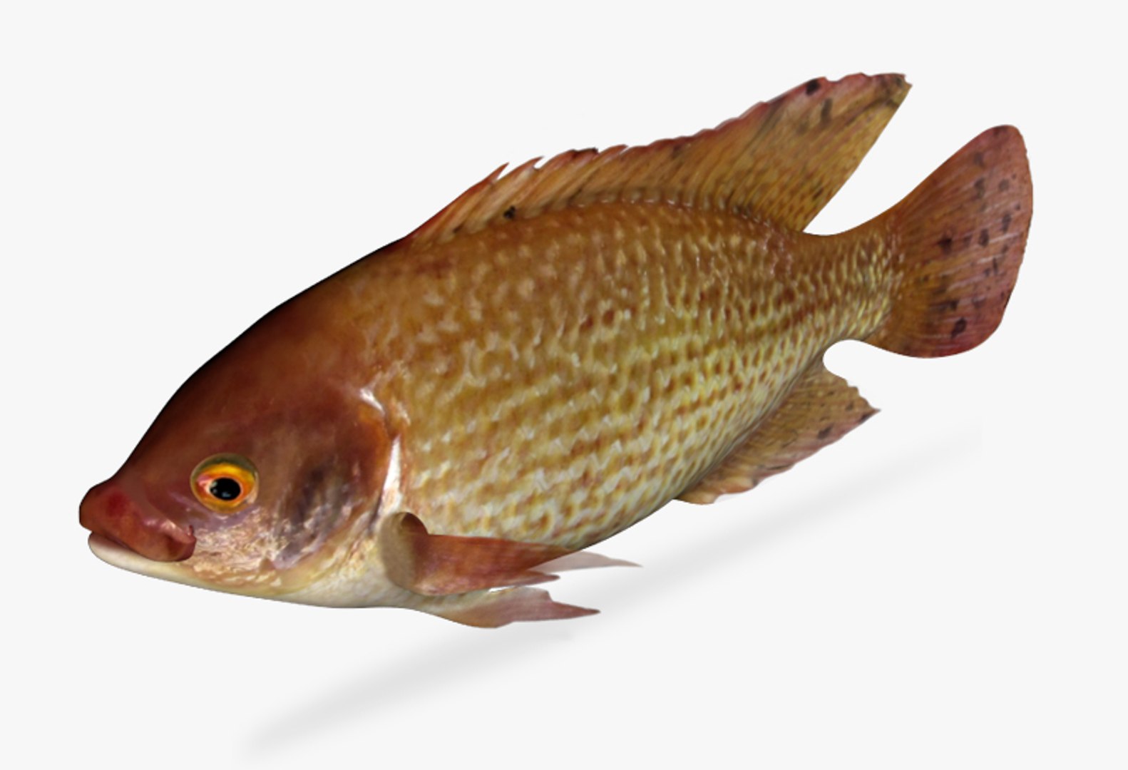 3d Hawaiian Gold Talapia