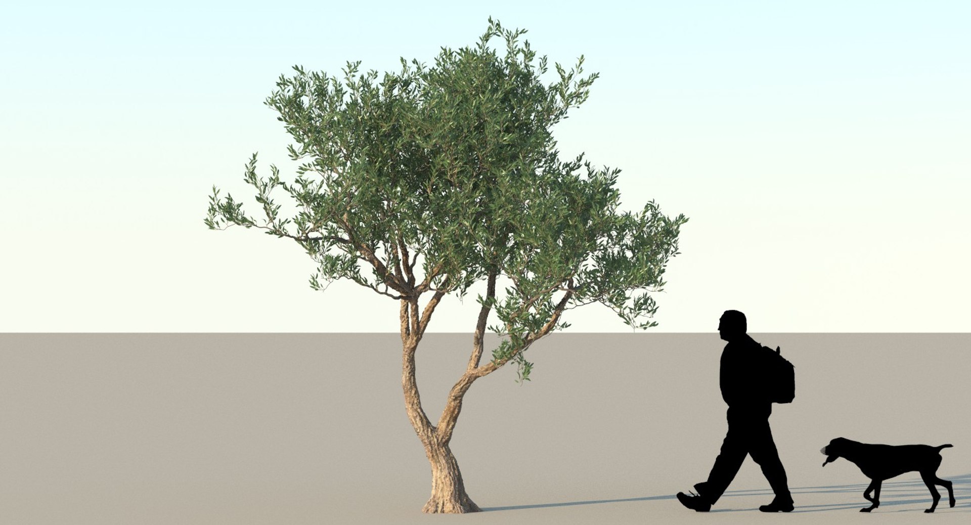 Olive Tree Max