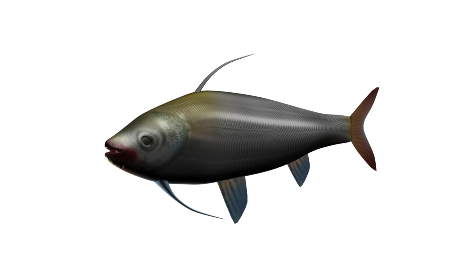 3D Catfish Pair - TurboSquid 2047970