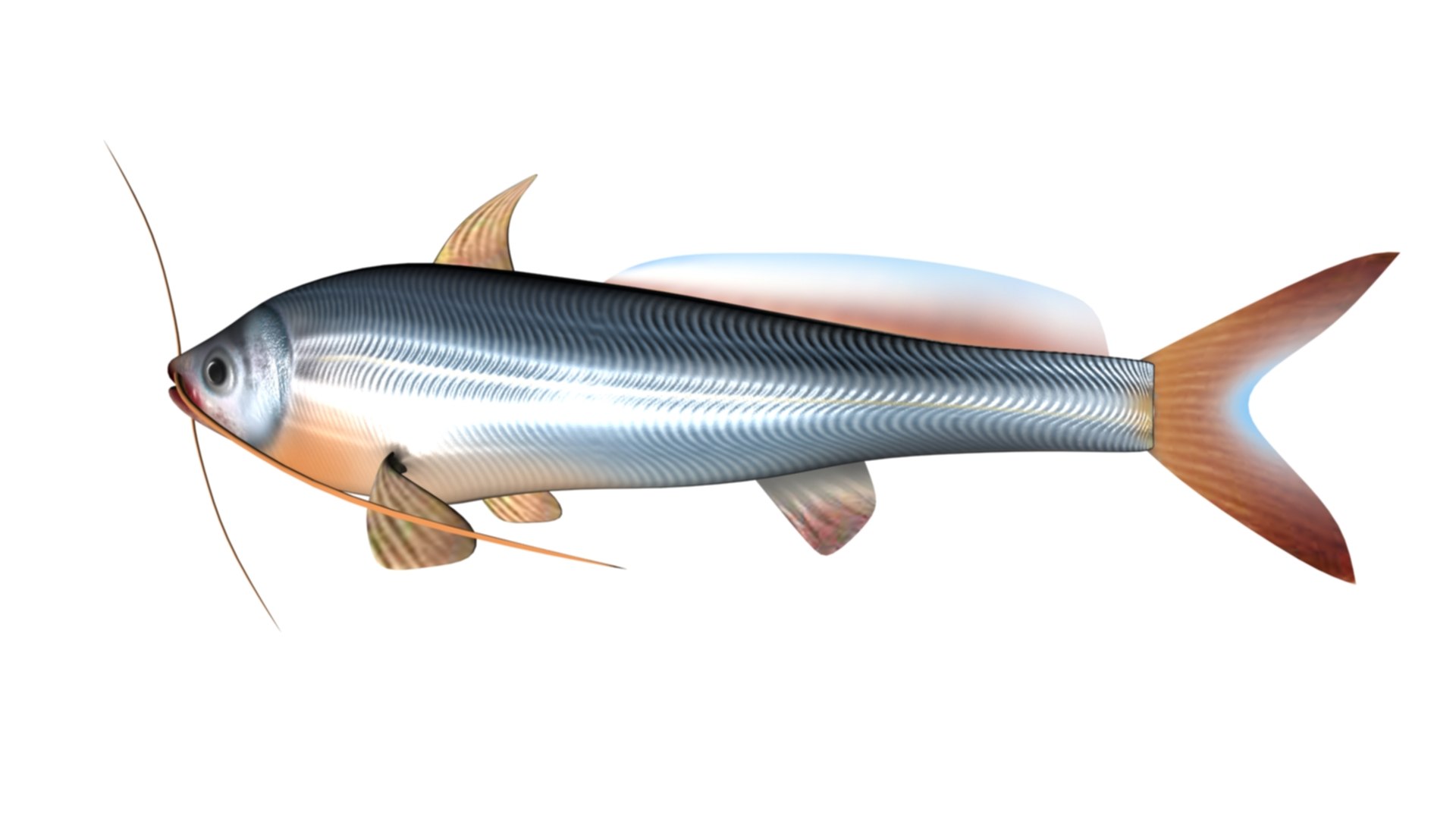 3D Catfish Pair - TurboSquid 2047970