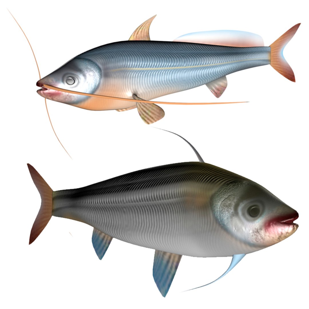 3D Catfish Pair - TurboSquid 2047970