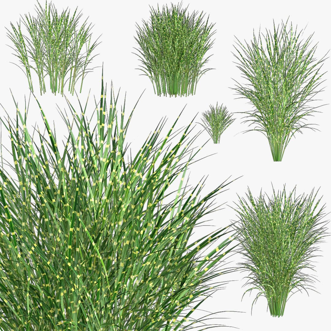 Miscanthus Sinensis Zebrinus Cinese Grass 3D - TurboSquid 1858528