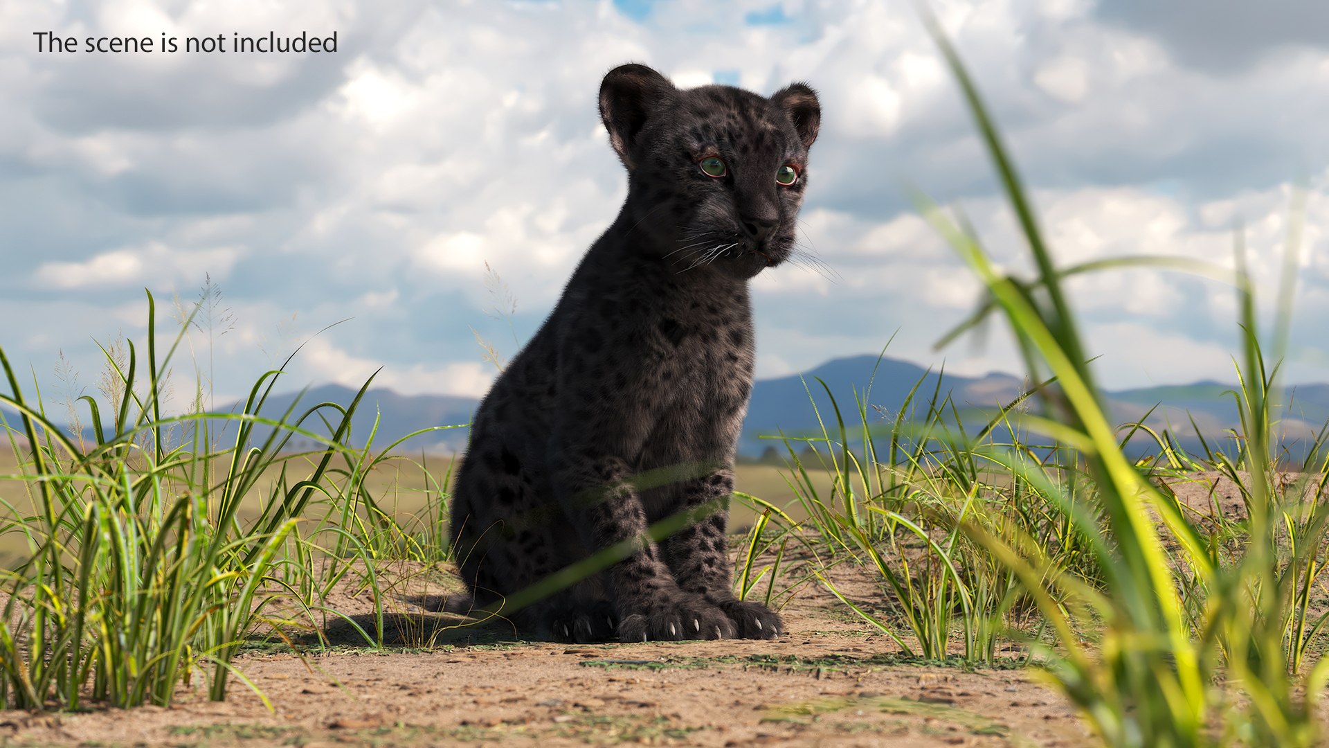 black leopard cub