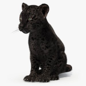 3D Leopard Models - Browse & Download Formats - TurboSquid