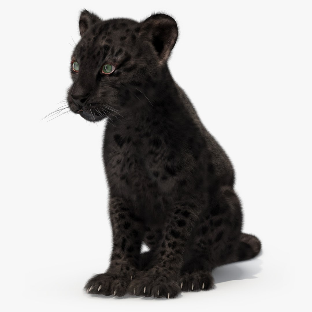 black leopard cub