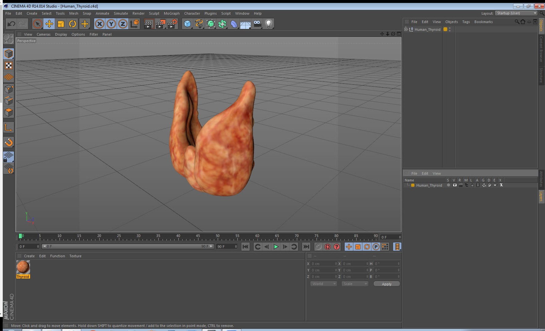 Human Thyroid 3D Model - TurboSquid 1459206