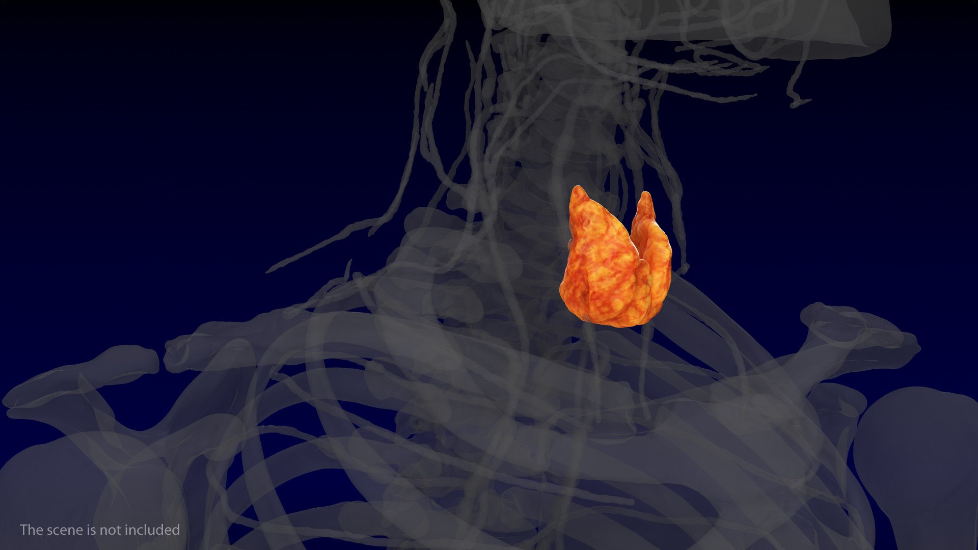 Human Thyroid 3D Model - TurboSquid 1459206