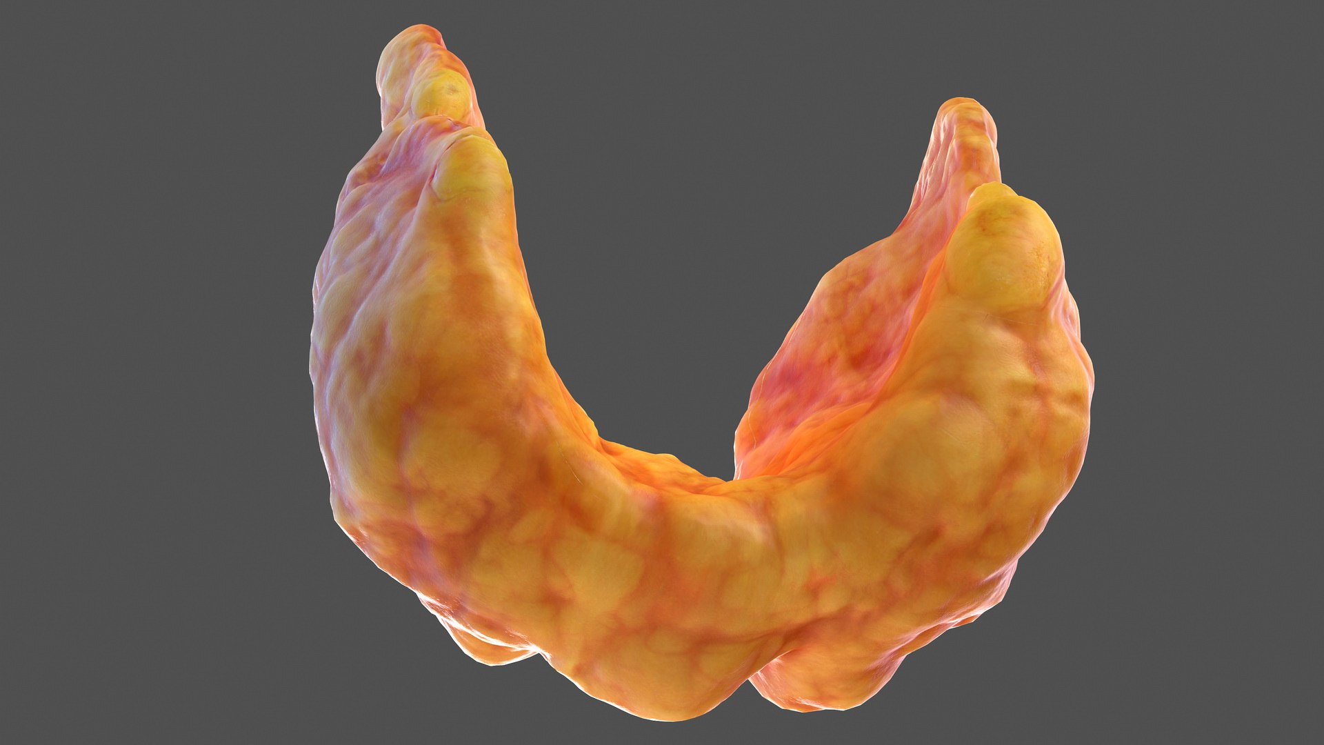 Human Thyroid 3D Model - TurboSquid 1459206