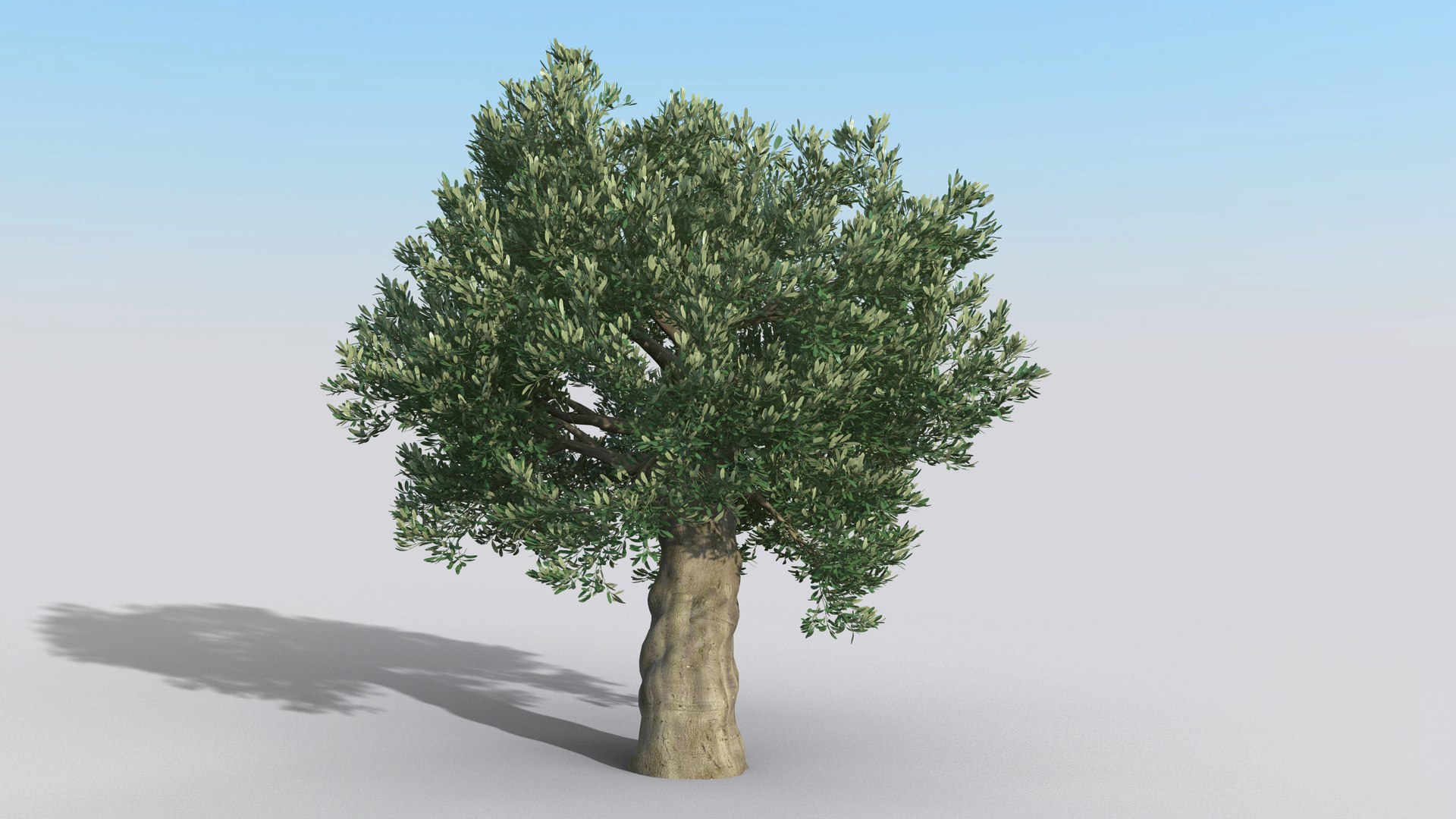 3D Olive Tree - TurboSquid 1531295