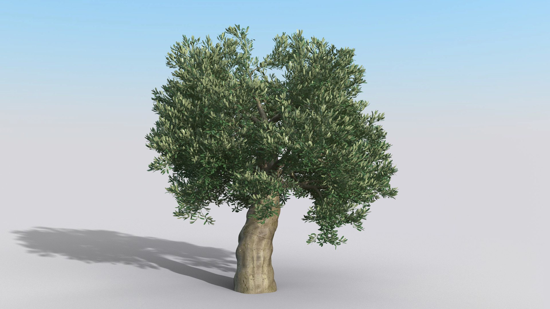 3D Olive Tree - TurboSquid 1531295