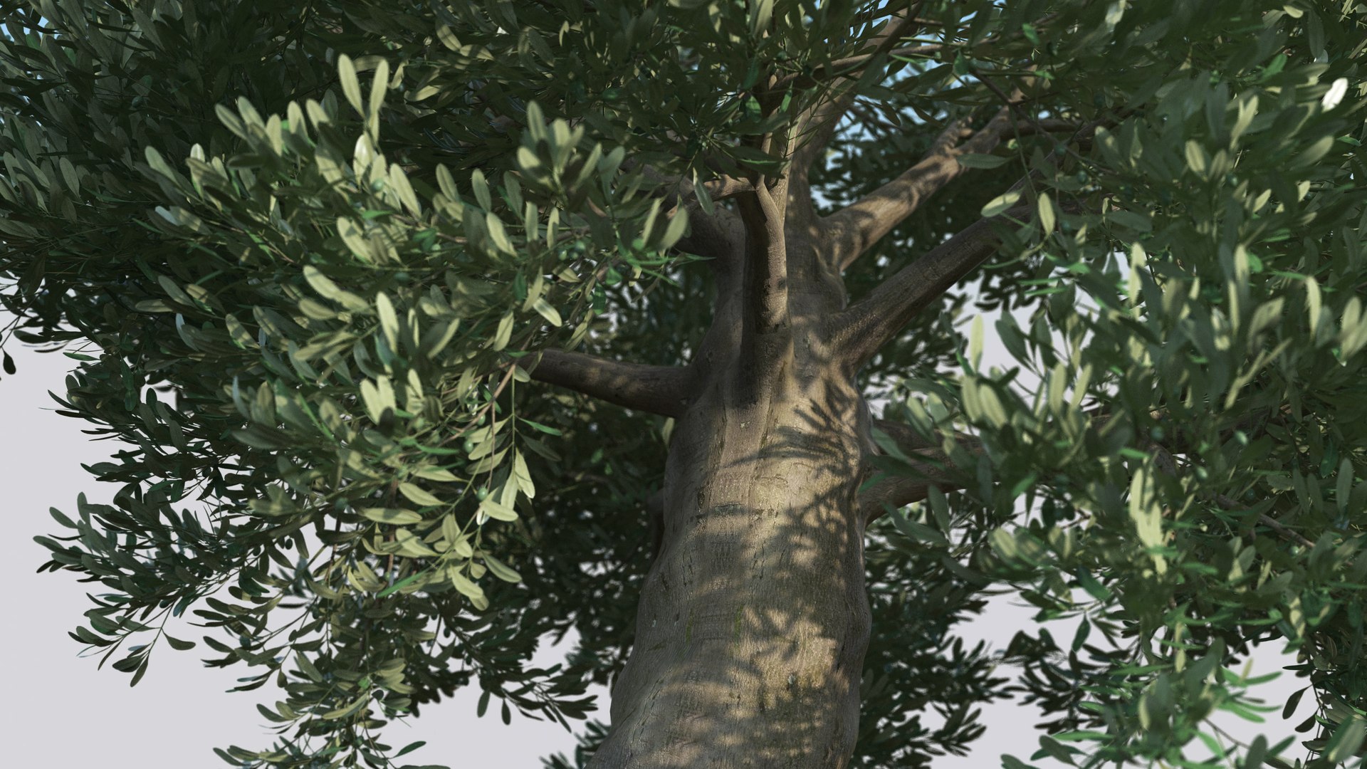 3D Olive Tree - TurboSquid 1531295