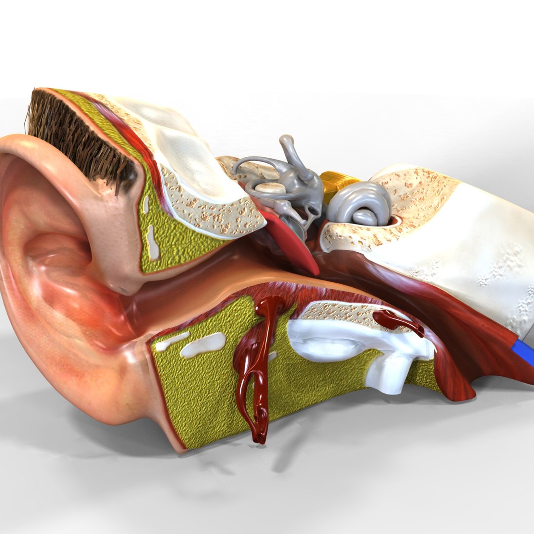 Human Ear Anatomy 3d Model
