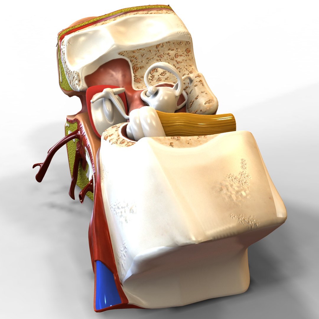 Human Ear Anatomy 3d Model