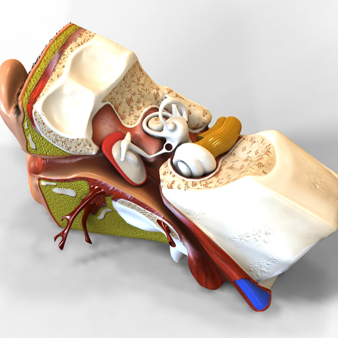 human ear anatomy 3d model
