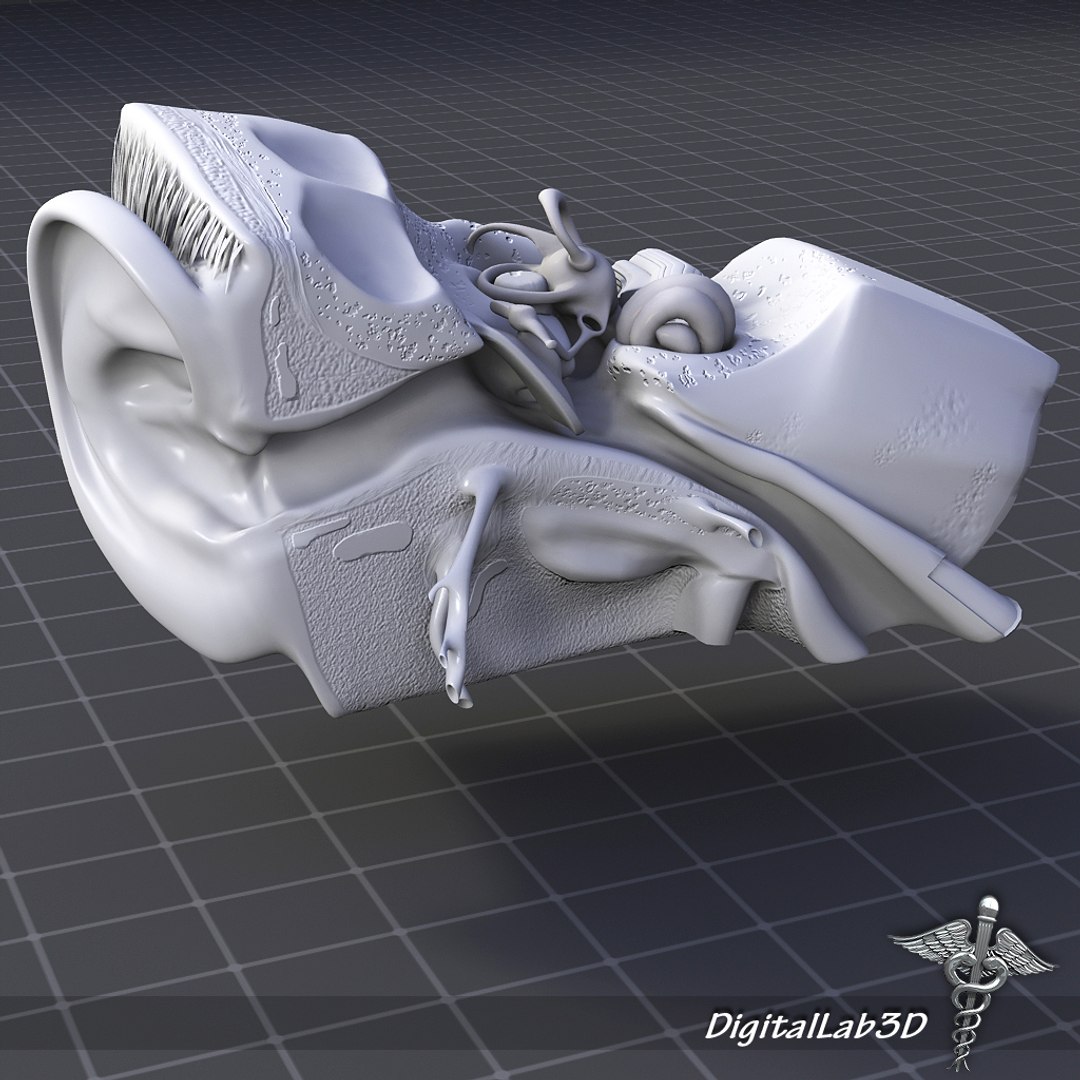 Human Ear Anatomy 3d Model