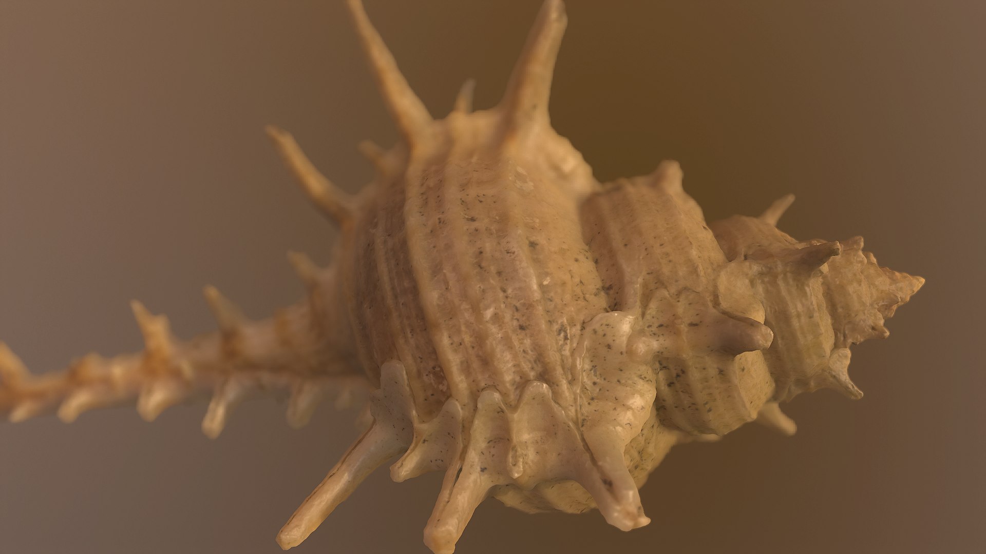 Murex Shell 3D - TurboSquid 1167345