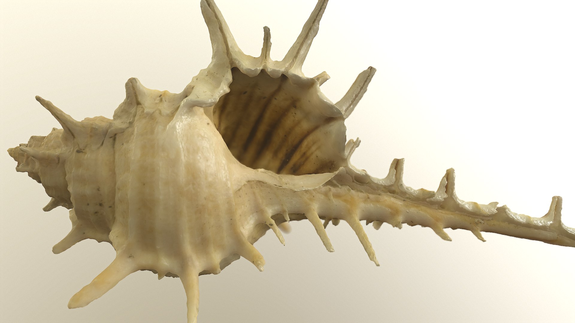 Murex Shell 3D - TurboSquid 1167345