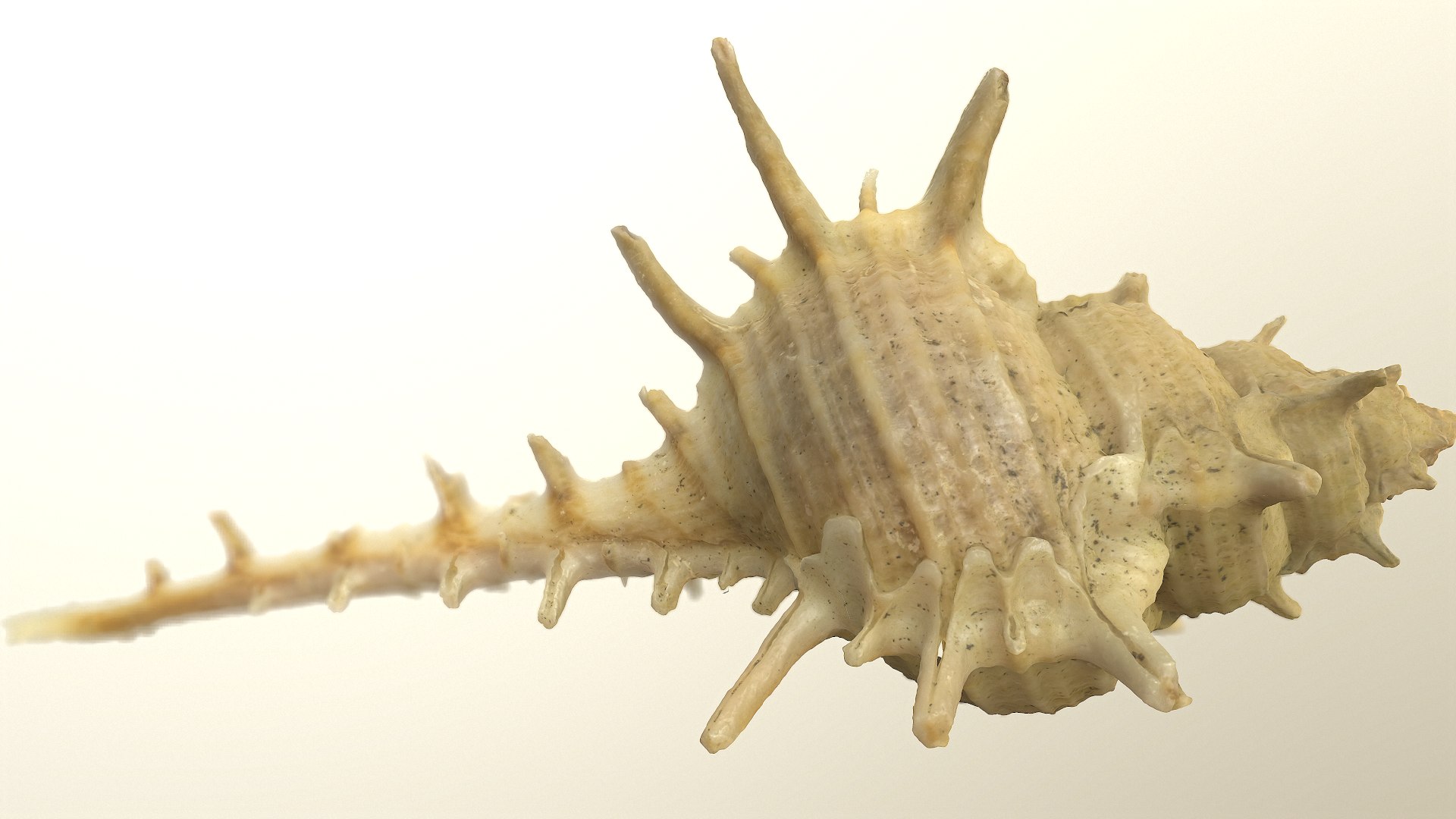 Murex Shell 3D - TurboSquid 1167345