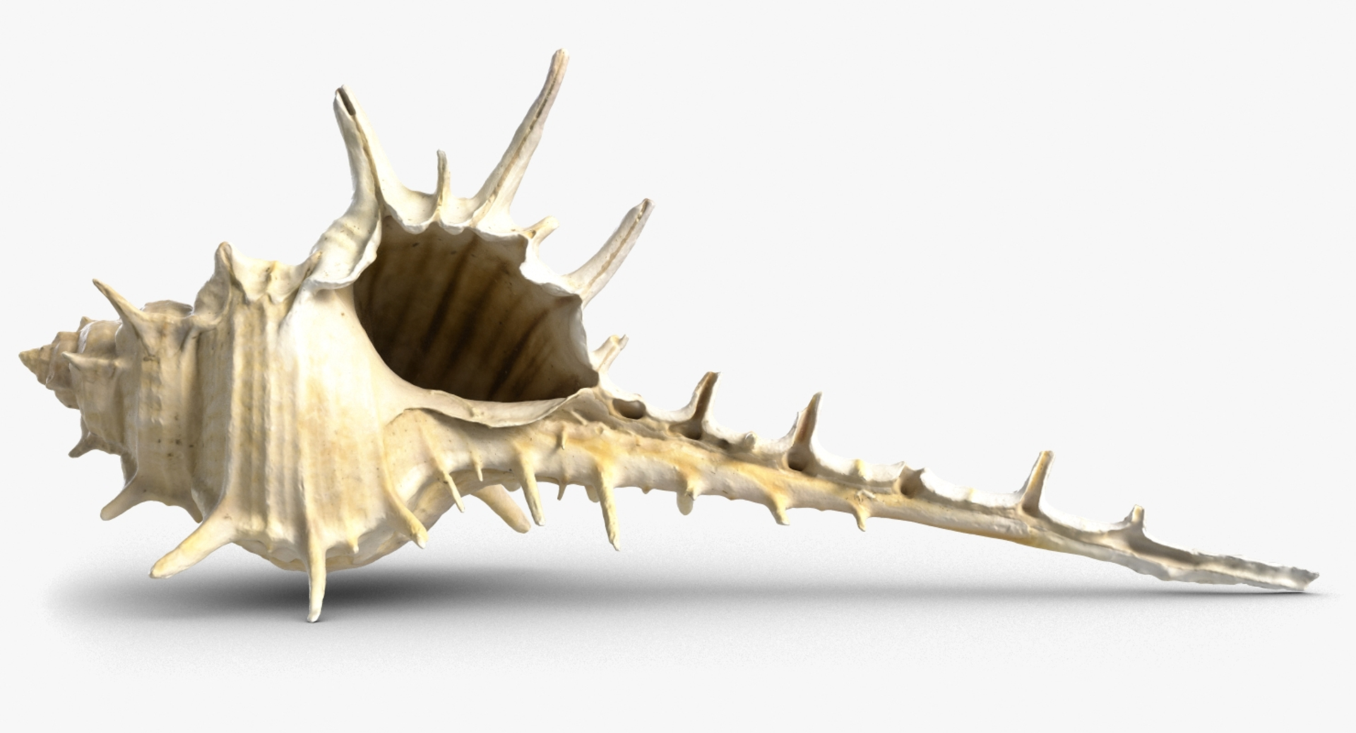 Murex Shell 3D - TurboSquid 1167345