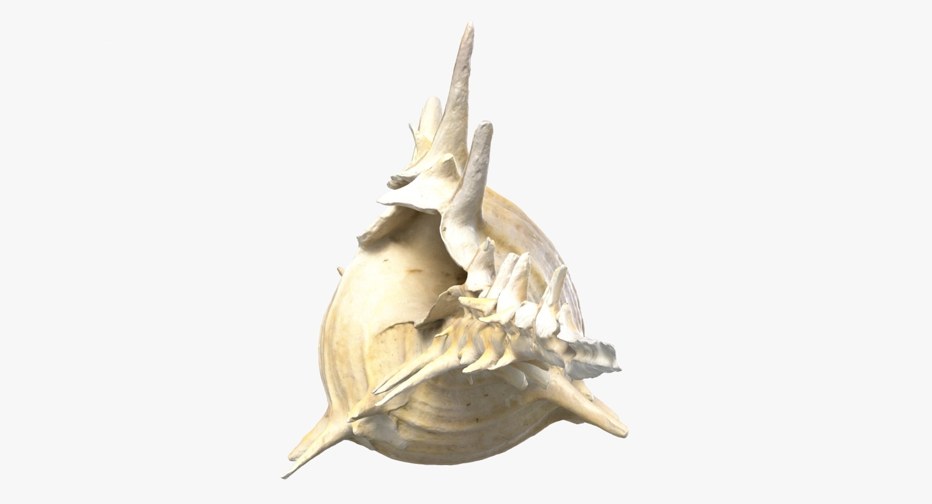 Murex Shell 3D - TurboSquid 1167345