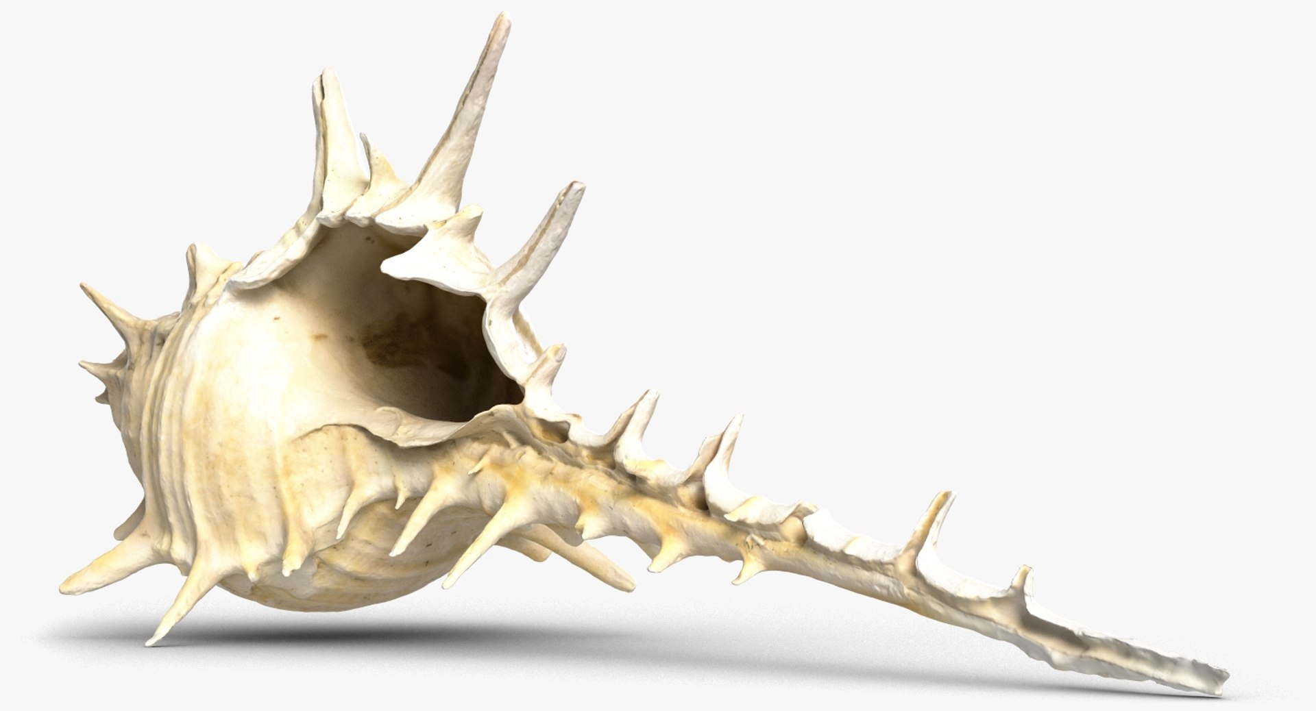 Murex Shell 3D - TurboSquid 1167345